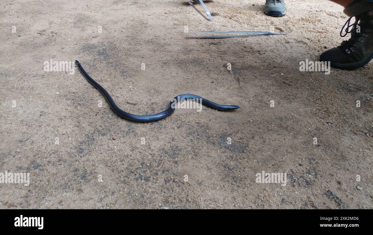 Common Purple-glossed Snake (Amblyodipsas polylepis) Reptilia Stock ...