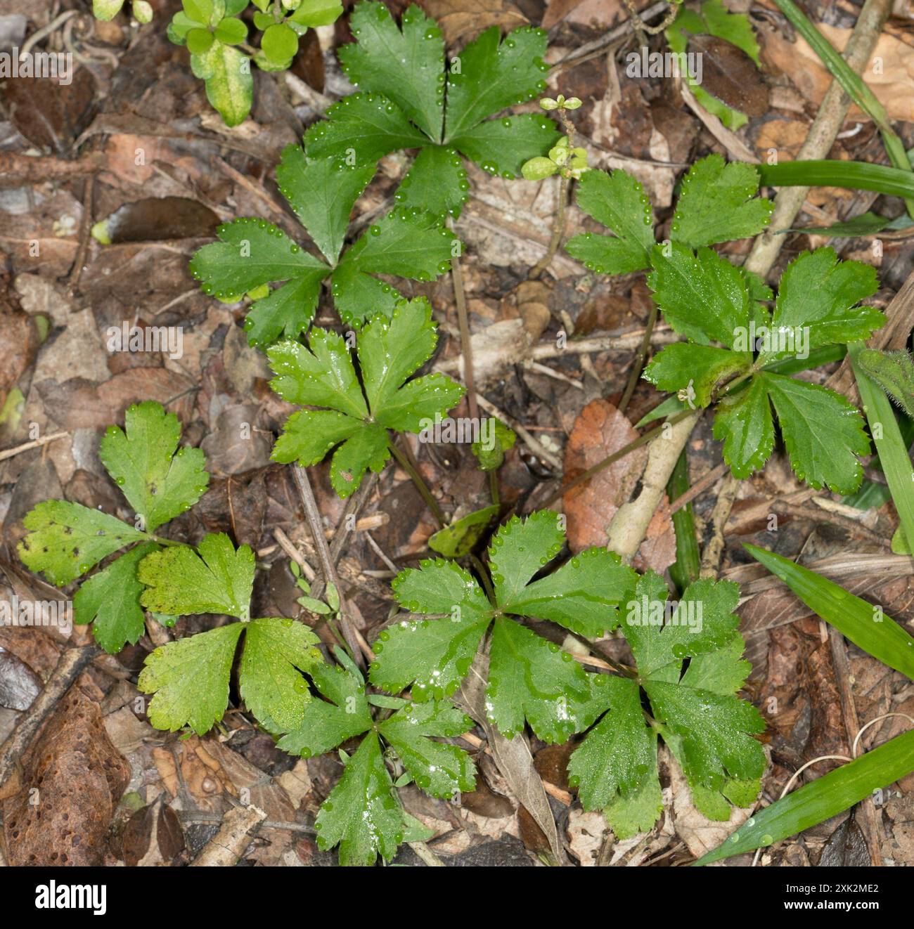 Black Snakeroot (Sanicula canadensis) Plantae Stock Photo - Alamy