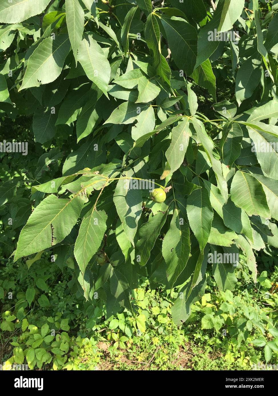 shagbark hickory (Carya ovata) Plantae Stock Photo - Alamy