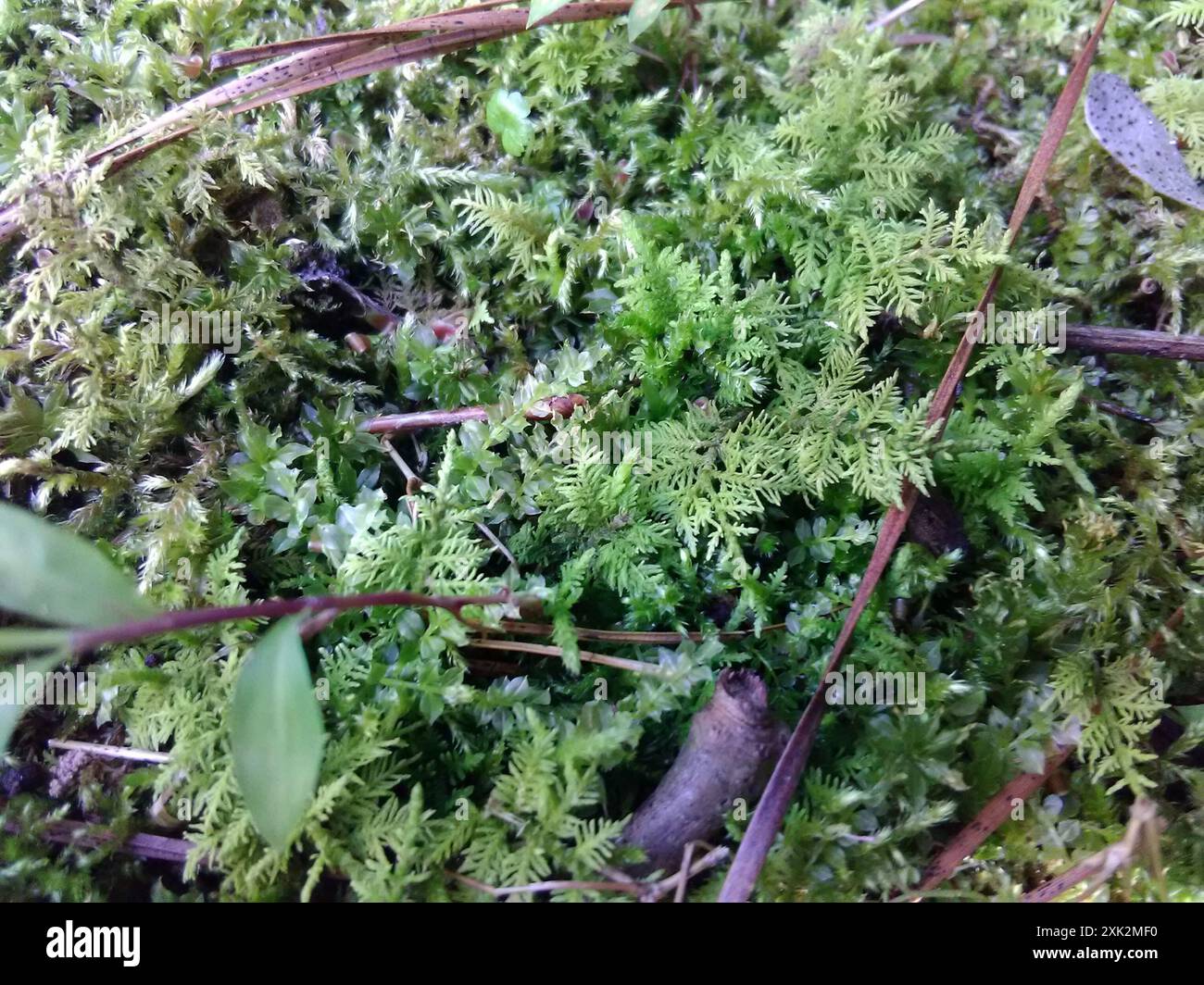 delicate fern moss (Thuidium delicatulum) Plantae Stock Photo - Alamy