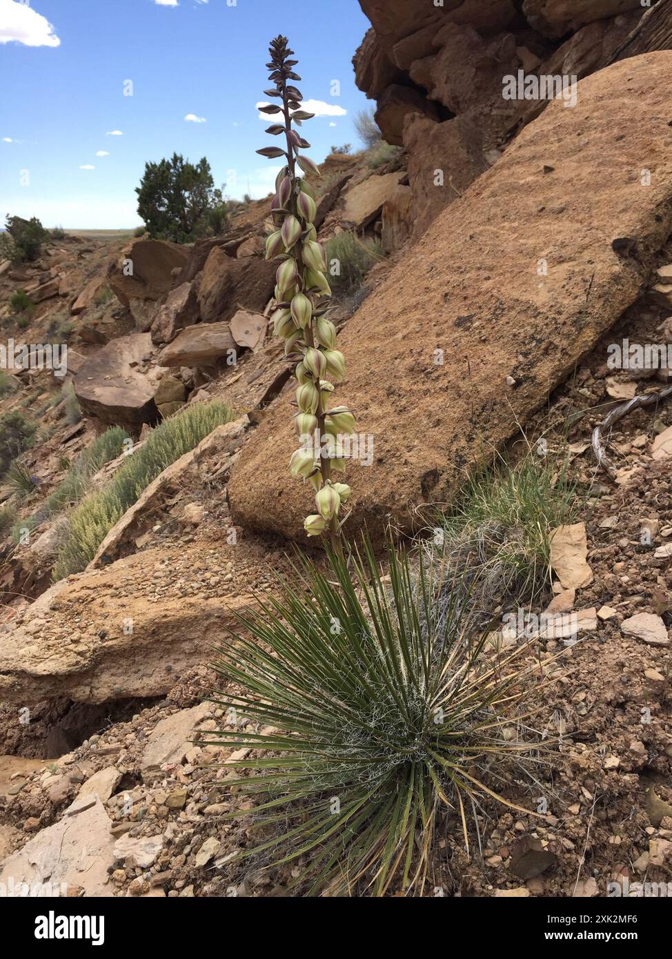 Narrowleaf Yucca (Yucca angustissima) Plantae Stock Photo - Alamy