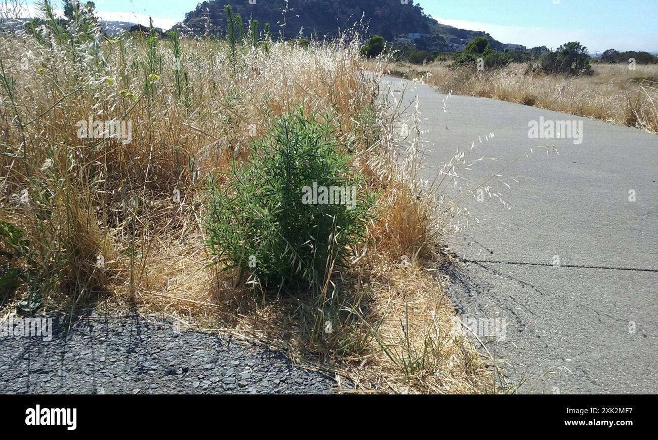Stinkwort (Dittrichia graveolens) Plantae Stock Photo - Alamy