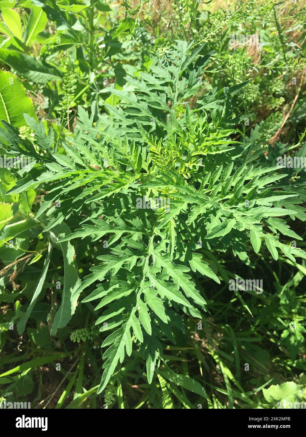 common ragweed (Ambrosia artemisiifolia) Plantae Stock Photo - Alamy