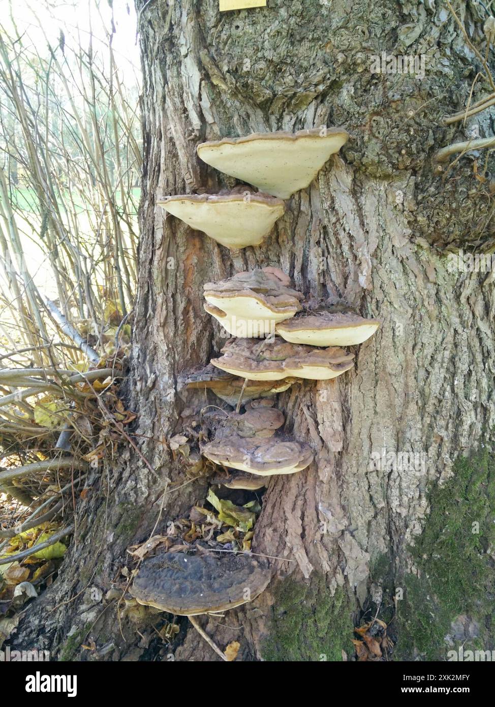 artist's bracket (Ganoderma applanatum) Fungi Stock Photo - Alamy