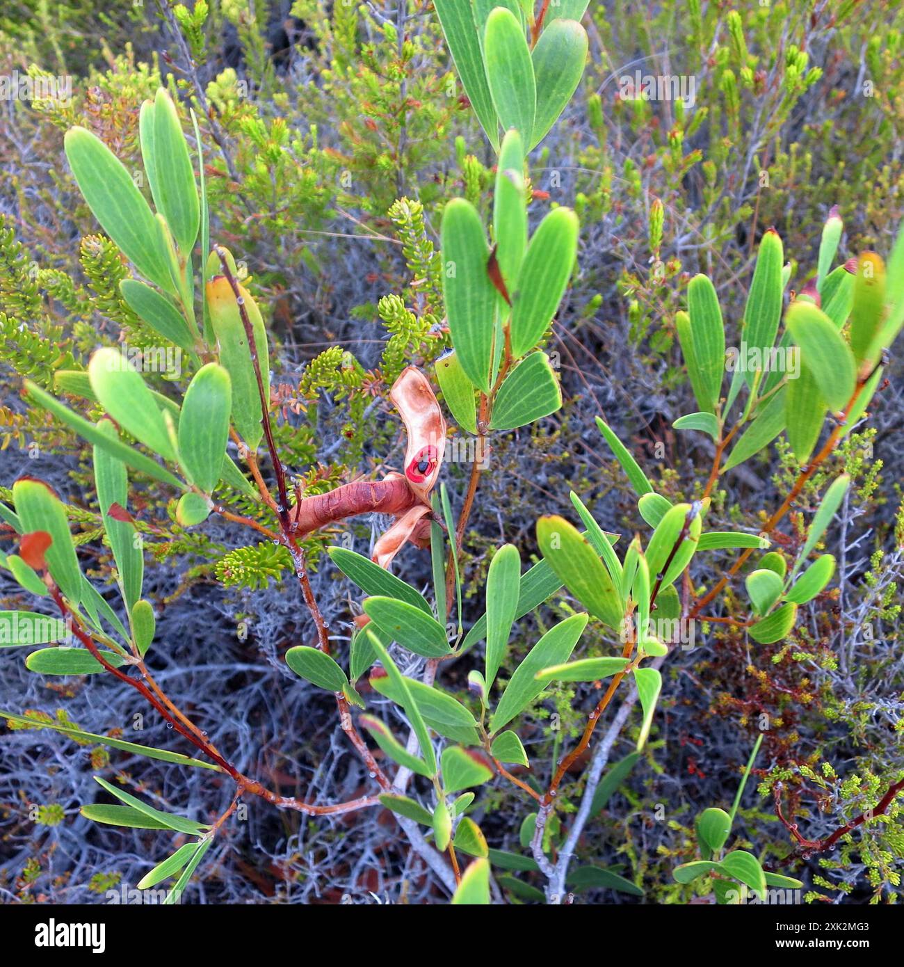 western coastal wattle (Acacia cyclops) Plantae Stock Photo - Alamy