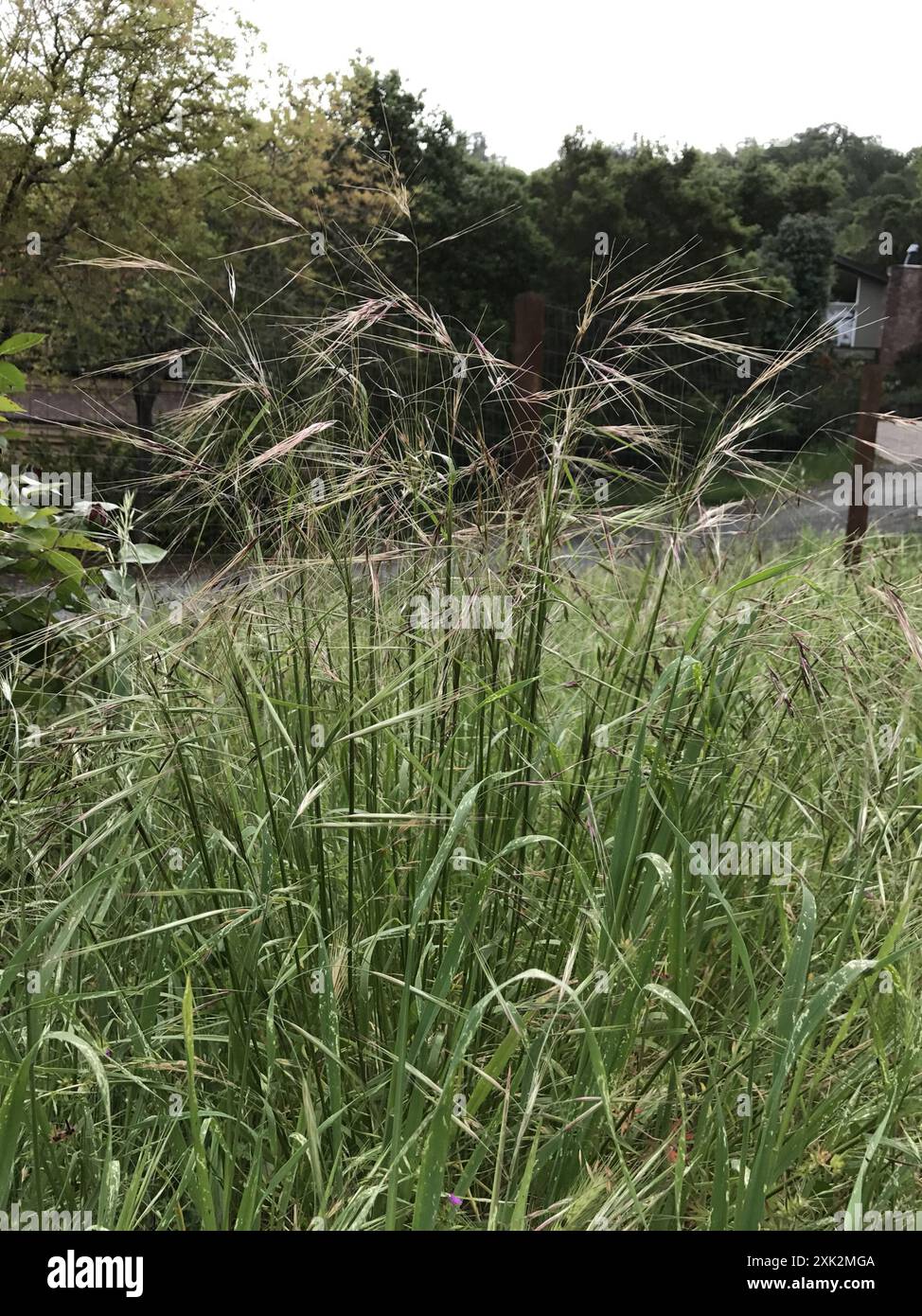 purple needlegrass (Nassella pulchra) Plantae Stock Photo - Alamy