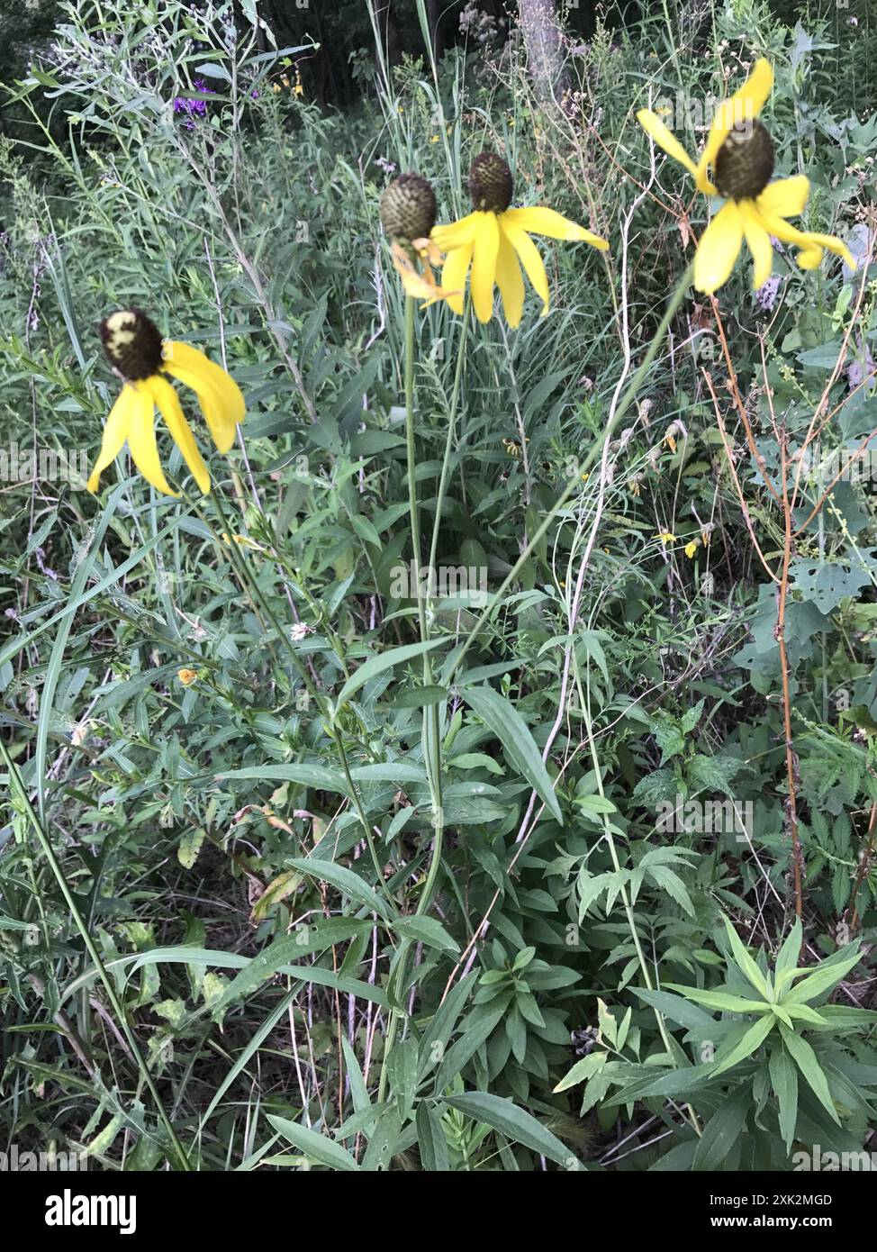 grey-headed coneflower (Ratibida pinnata) Plantae Stock Photo - Alamy