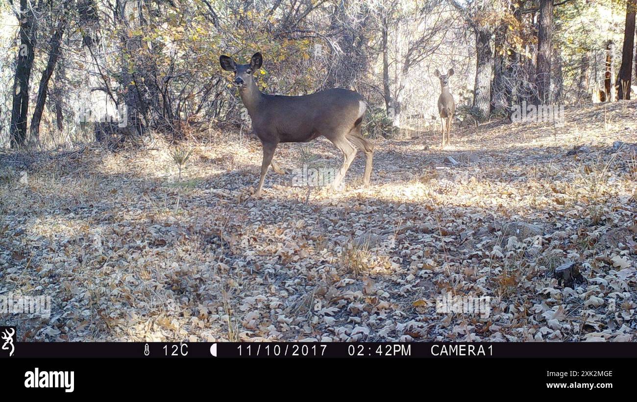 California Mule Deer (Odocoileus hemionus californicus) Mammalia Stock ...