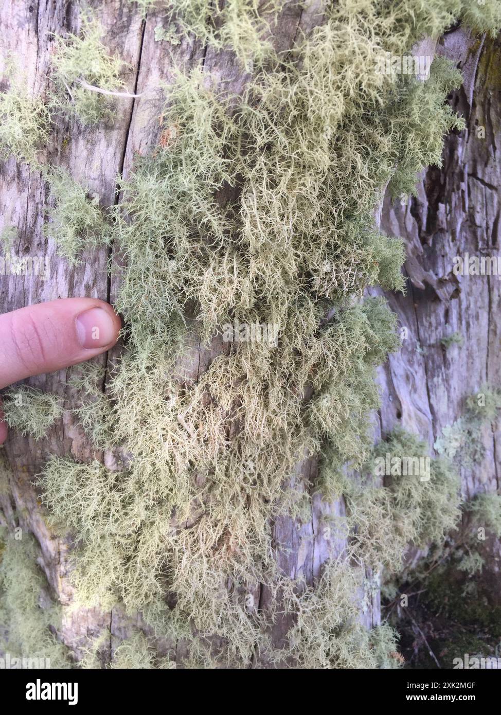 beard lichens (Usnea) Fungi Stock Photo - Alamy
