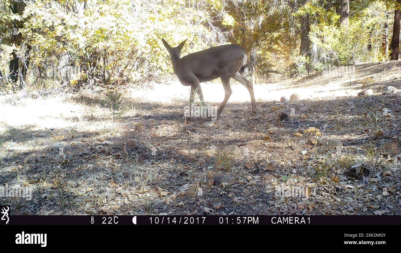 California Mule Deer (Odocoileus hemionus californicus) Mammalia Stock ...