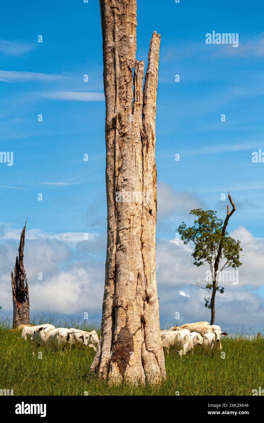 Amazon rainforest deforestation cattle hi-res stock photography and ...