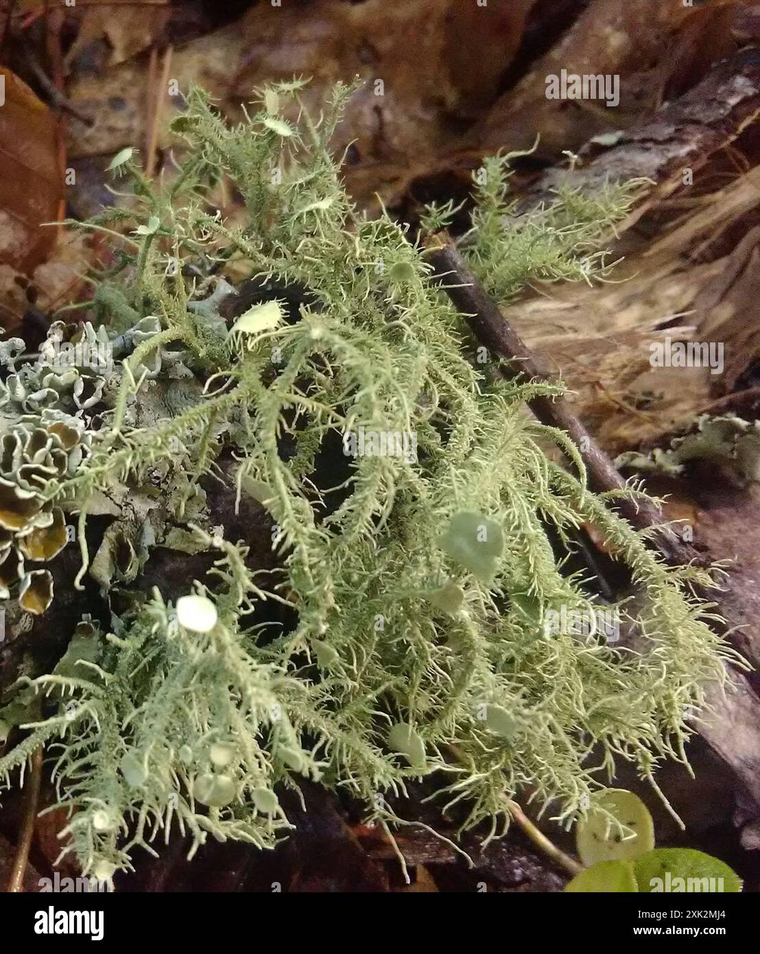 Bushy beard lichen (Usnea strigosa) Fungi Stock Photo - Alamy
