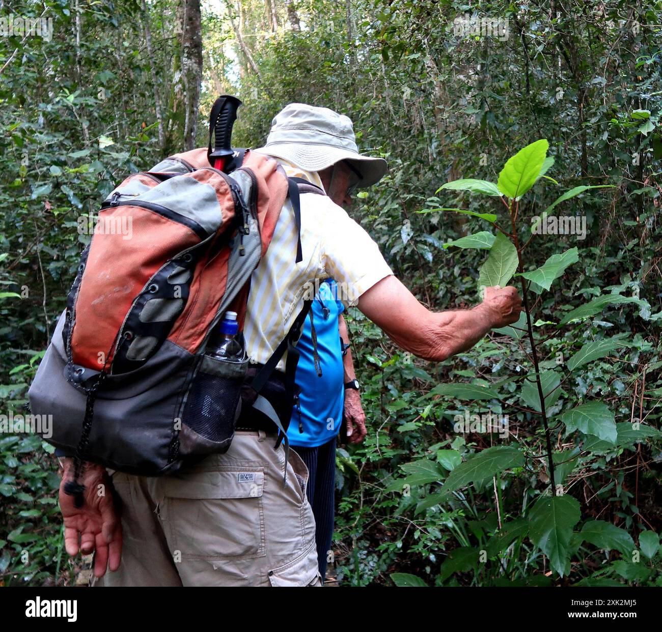 Cape Fig (Ficus sur) Plantae Stock Photo - Alamy