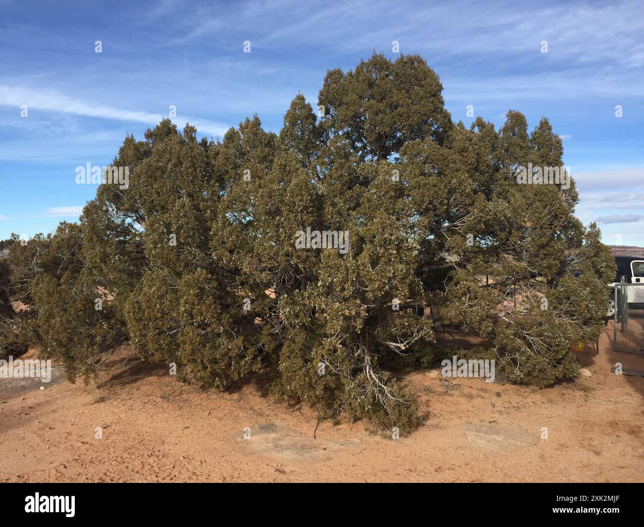 Utah Juniper (Juniperus osteosperma) Plantae Stock Photo - Alamy