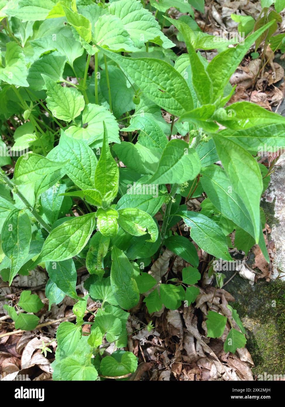 eastern green violet (Hybanthus concolor) Plantae Stock Photo - Alamy