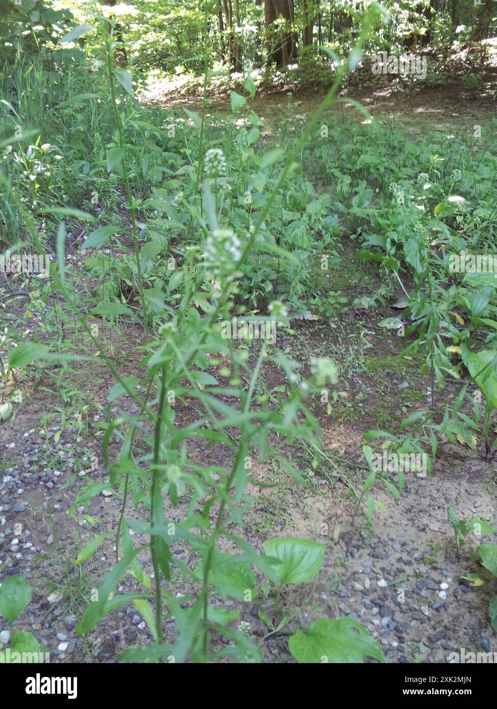 Virginia pepperweed (Lepidium virginicum) Plantae Stock Photo - Alamy