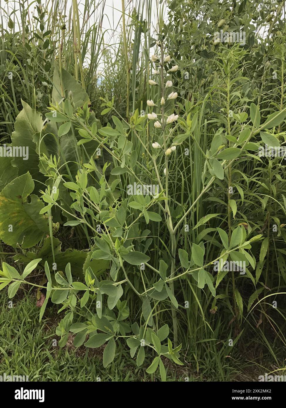 white wild indigo (Baptisia alba) Plantae Stock Photo - Alamy