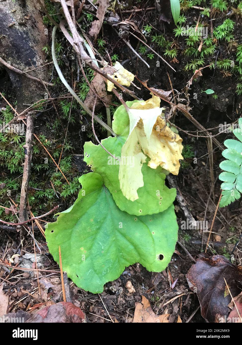Round-leaved Violet (Viola rotundifolia) Plantae Stock Photo - Alamy