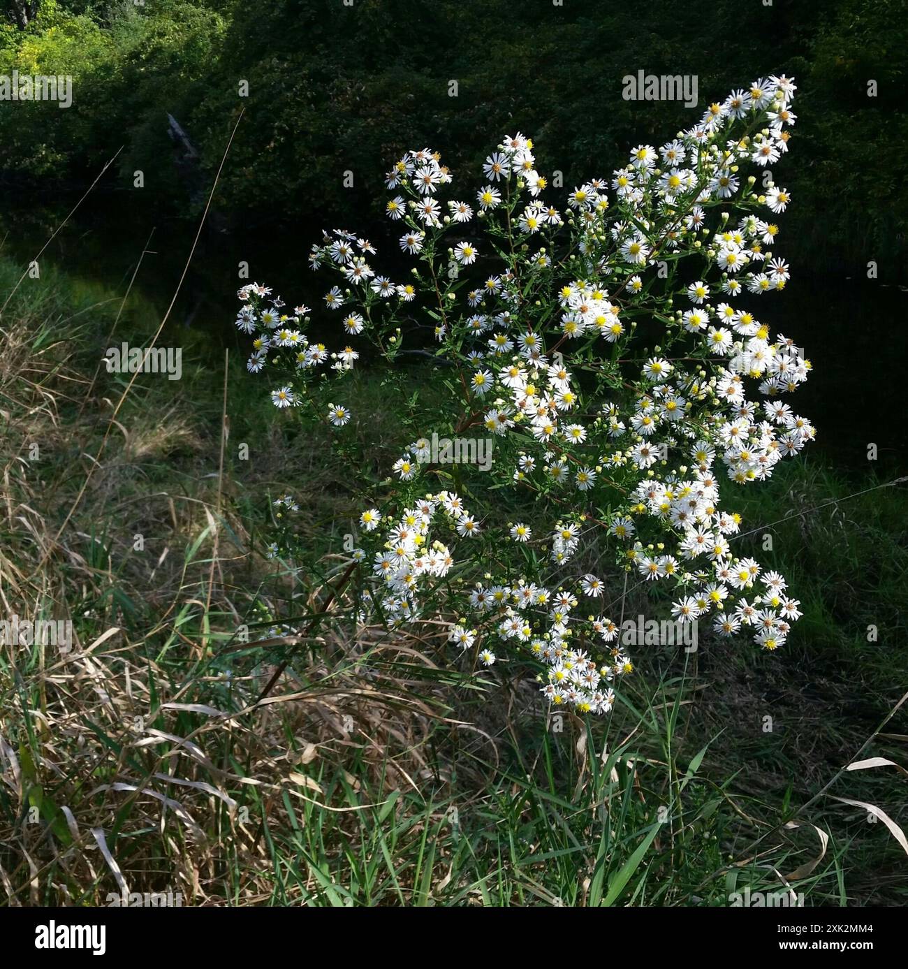 panicled aster (Symphyotrichum lanceolatum) Plantae Stock Photo - Alamy