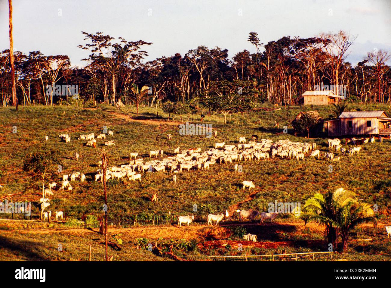 Amazon rainforest cleared livestock hi-res stock photography and images ...