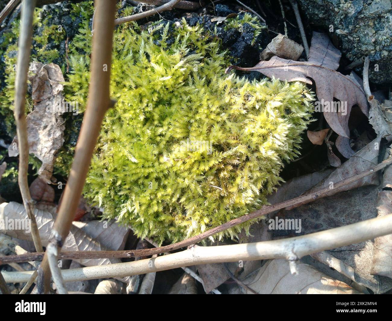 joint-toothed mosses (Bryopsida) Plantae Stock Photo - Alamy