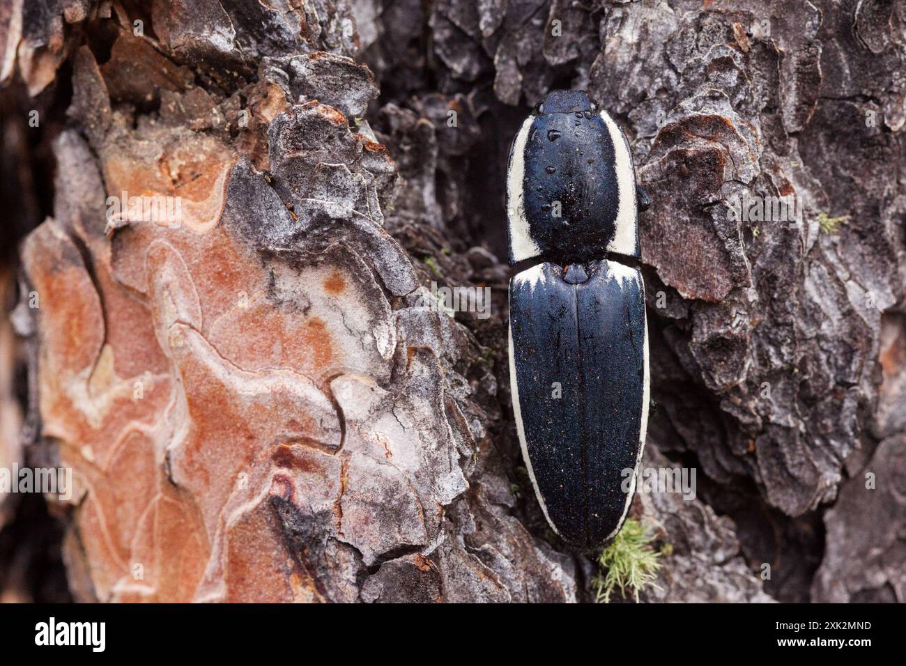 apache click beetle (Chalcolepidius apacheanus) Insecta Stock Photo - Alamy