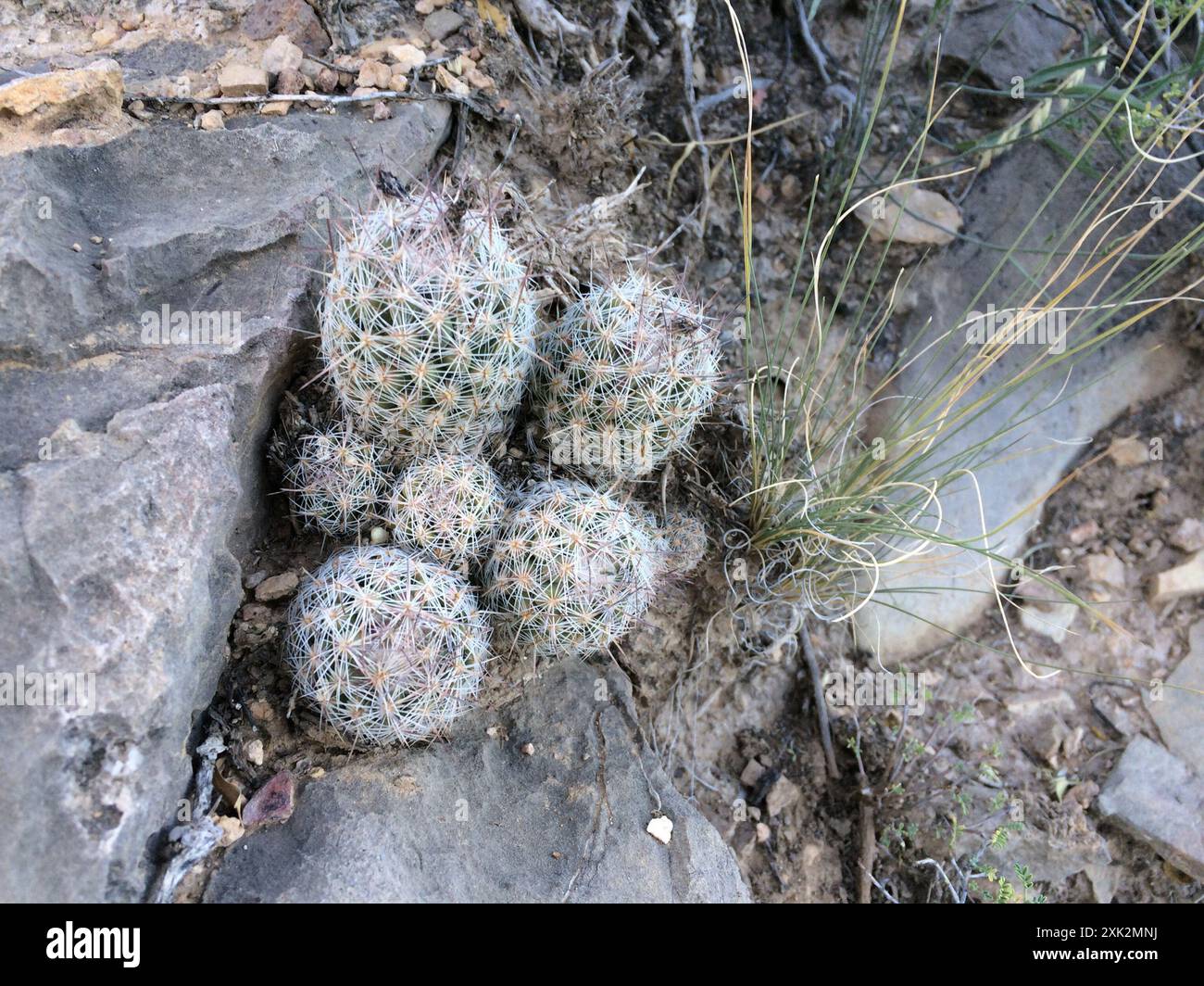 Whitecolumn Foxtail Cactus (Escobaria tuberculosa) Plantae Stock Photo ...