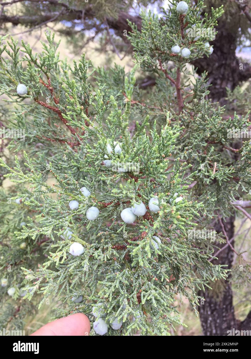 alligator juniper (Juniperus deppeana) Plantae Stock Photo - Alamy