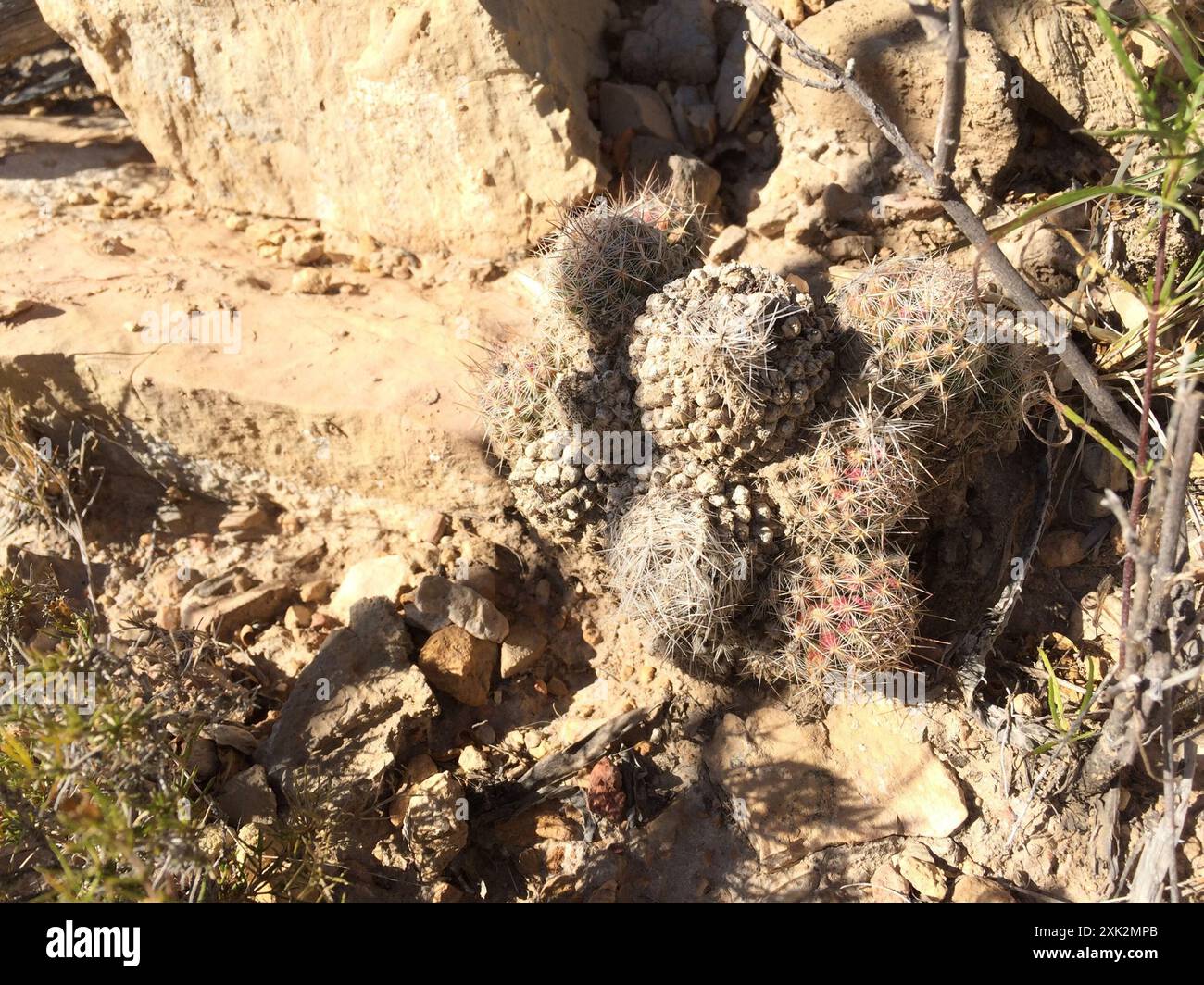 Whitecolumn Foxtail Cactus (Escobaria tuberculosa) Plantae Stock Photo ...