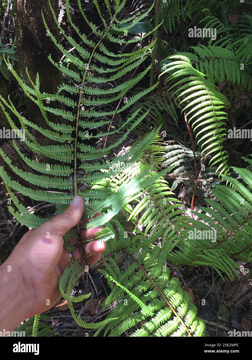 uluhe lau nui (Diplopterygium pinnatum) Plantae Stock Photo - Alamy