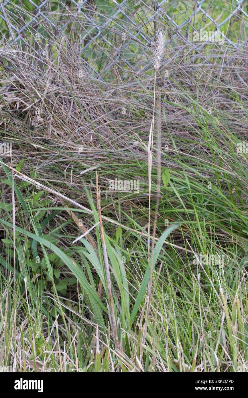 Wild Ryes and Wheatgrasses (Elymus) Plantae Stock Photo - Alamy