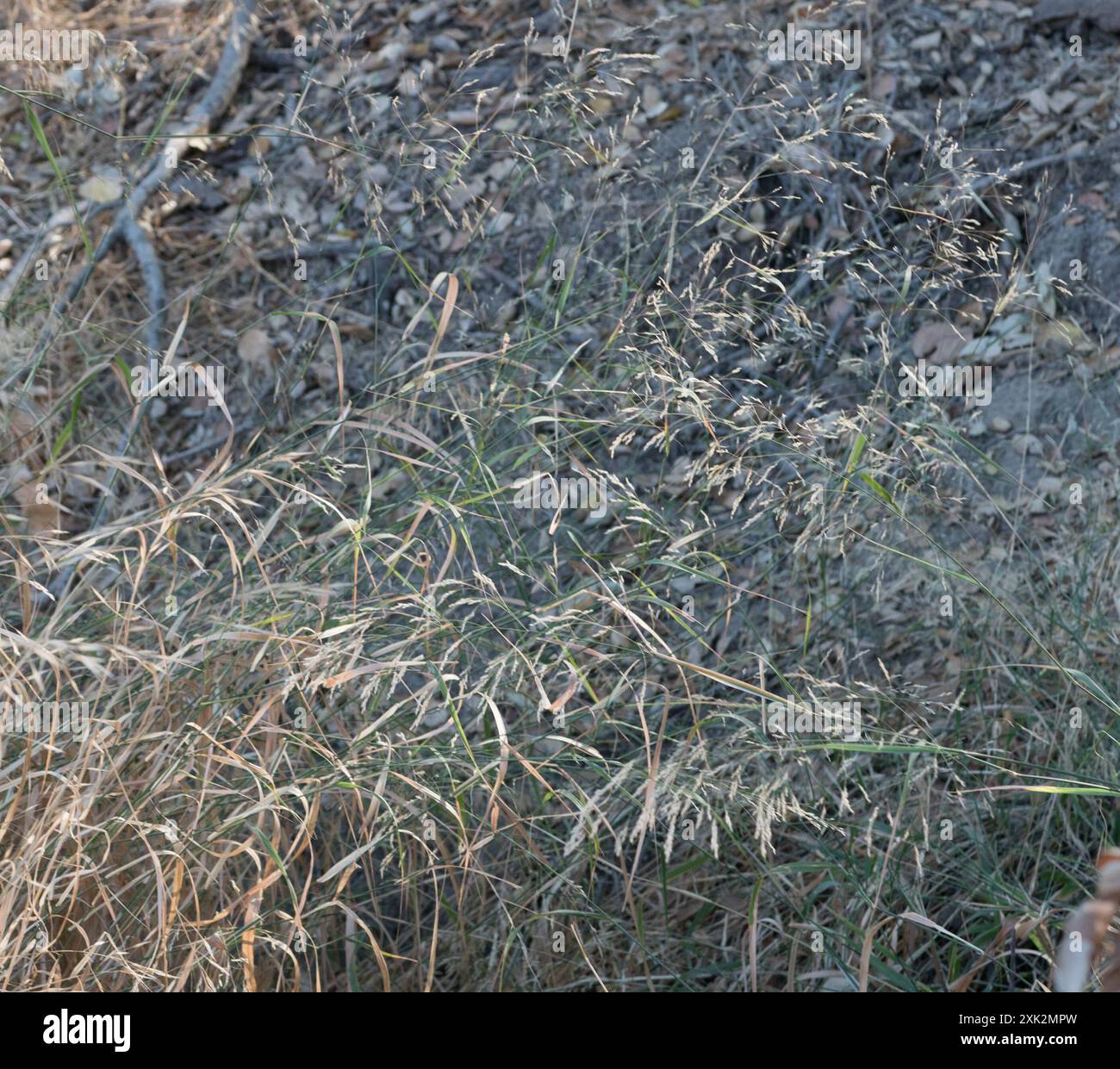 Smilo Grass (Oloptum miliaceum) Plantae Stock Photo - Alamy