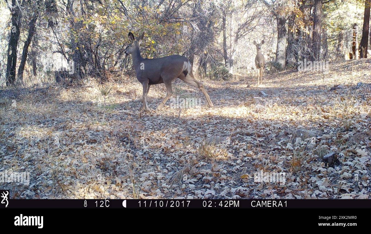 California Mule Deer (Odocoileus hemionus californicus) Mammalia Stock ...