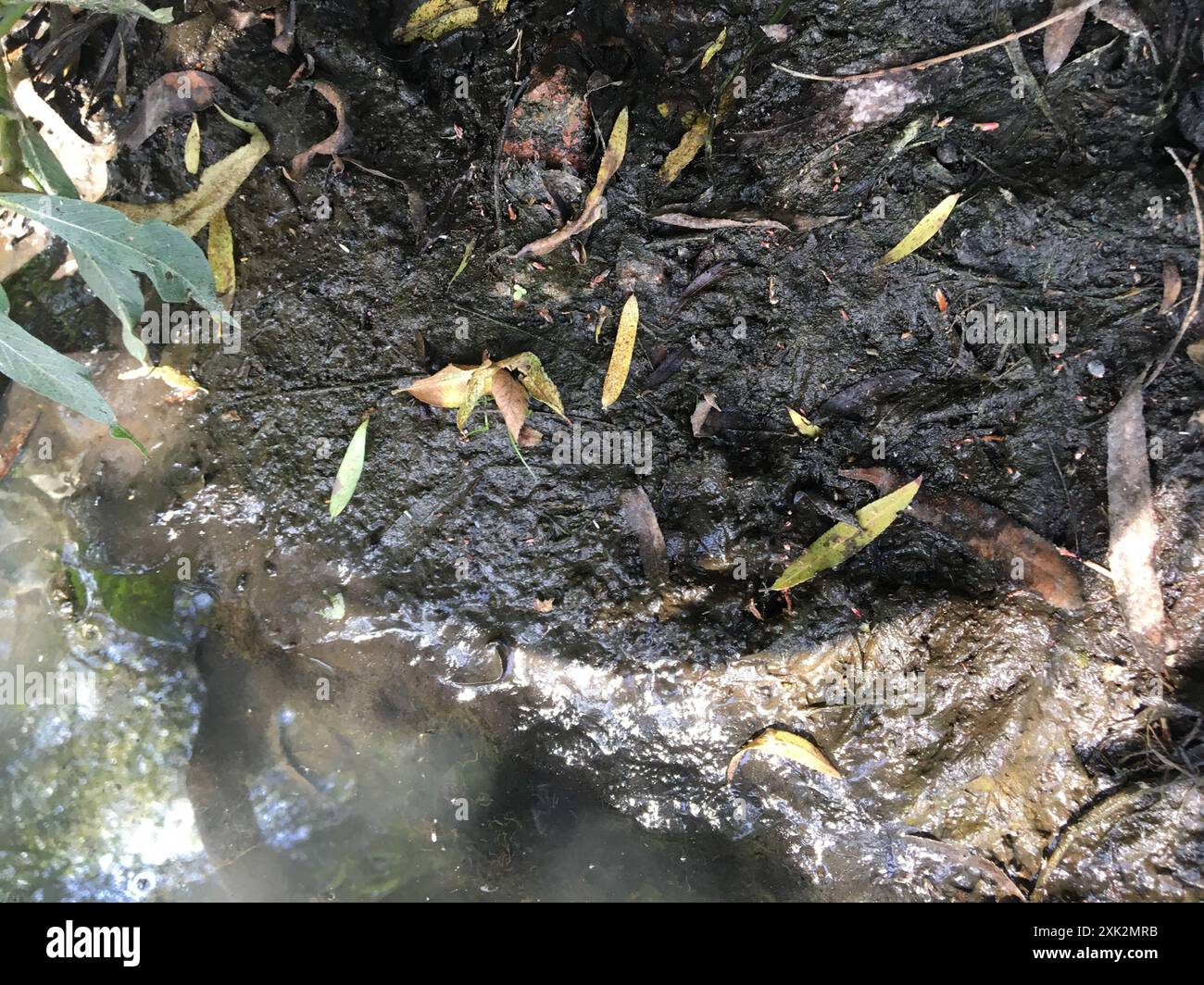 Canids (Canidae) Mammalia Stock Photo - Alamy