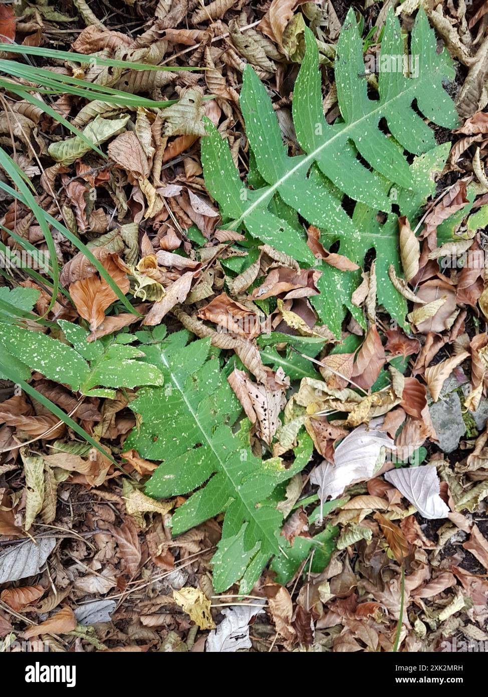 Yellow Thistle (Cirsium erisithales) Plantae Stock Photo - Alamy