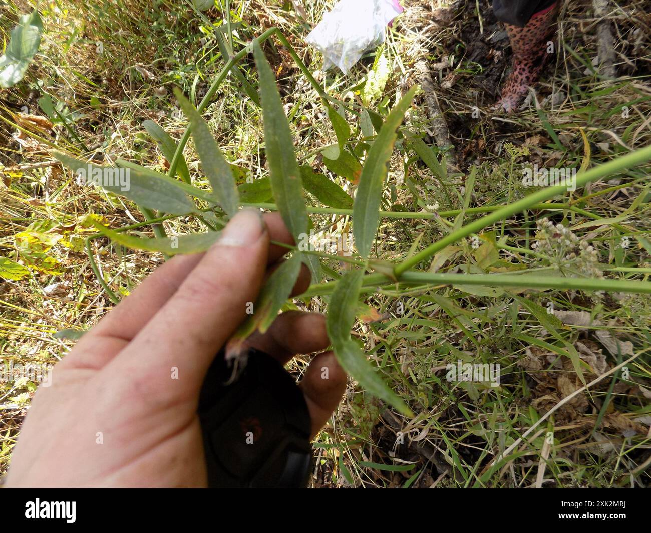 water parsnip (Sium suave) Plantae Stock Photo - Alamy