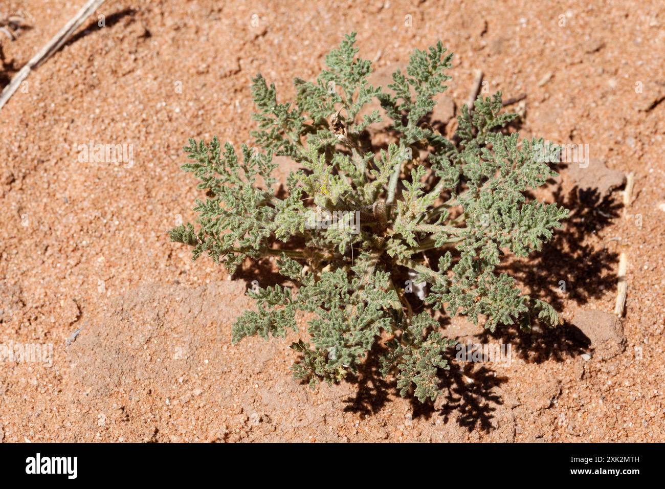 Tahoka daisy (Machaeranthera tanacetifolia) Plantae Stock Photo - Alamy