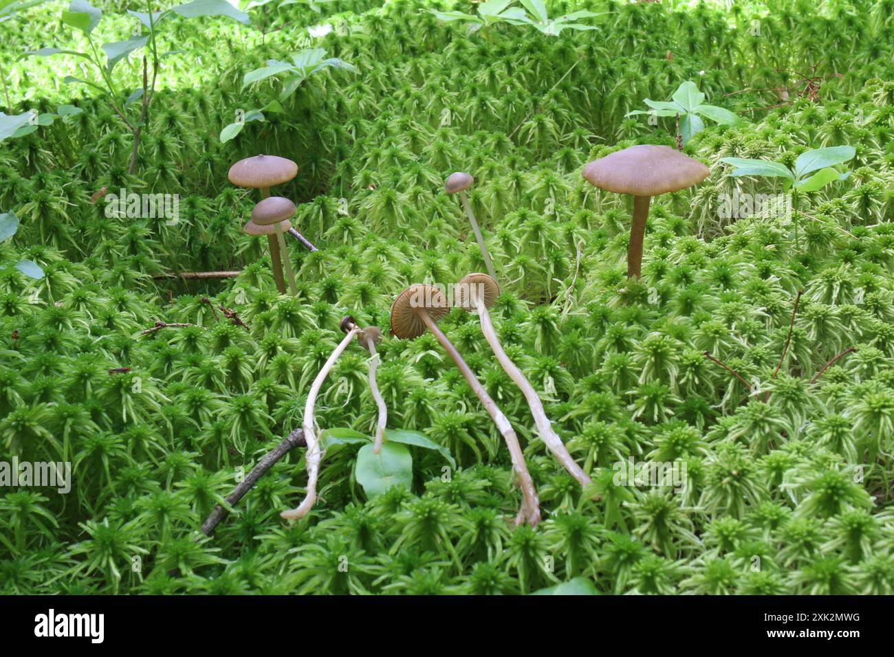 sphagnum greyling (Sphagnurus paluster) Fungi Stock Photo - Alamy