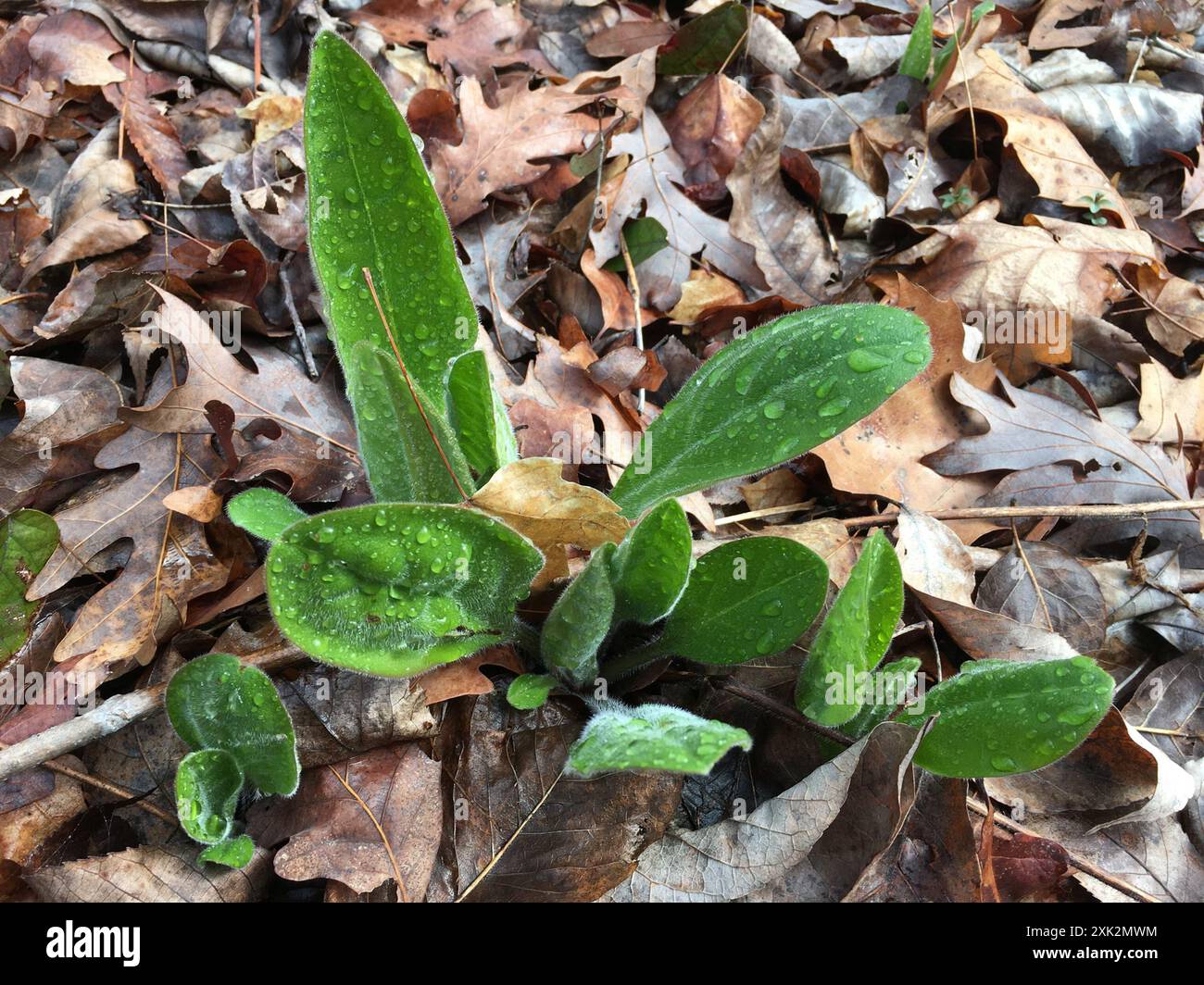 wild comfrey (Andersonglossum virginianum) Plantae Stock Photo - Alamy