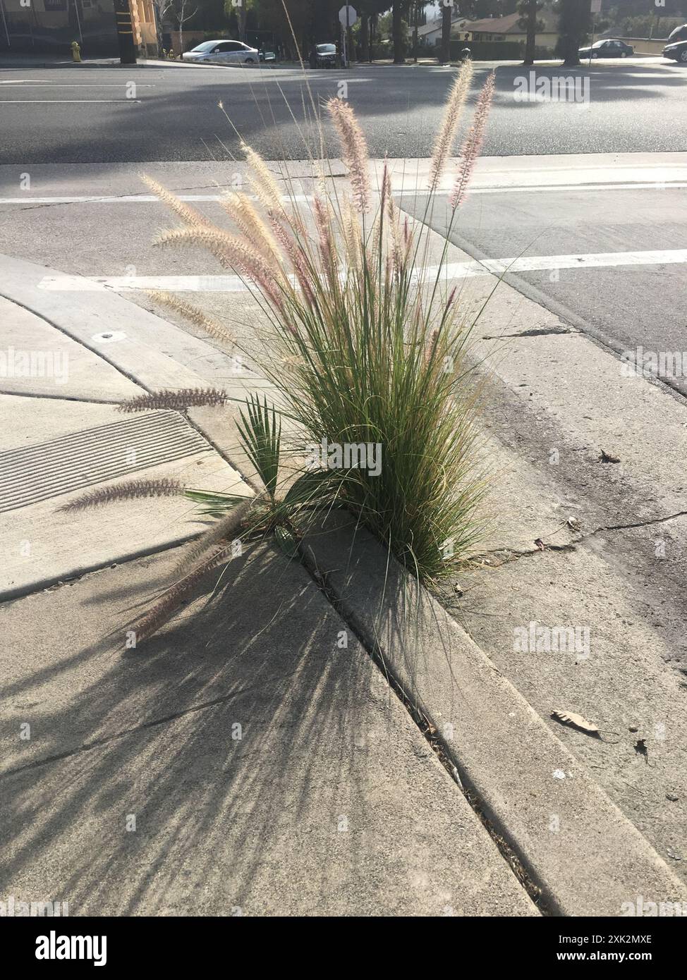 Fountain Grass (Cenchrus setaceus) Plantae Stock Photo - Alamy