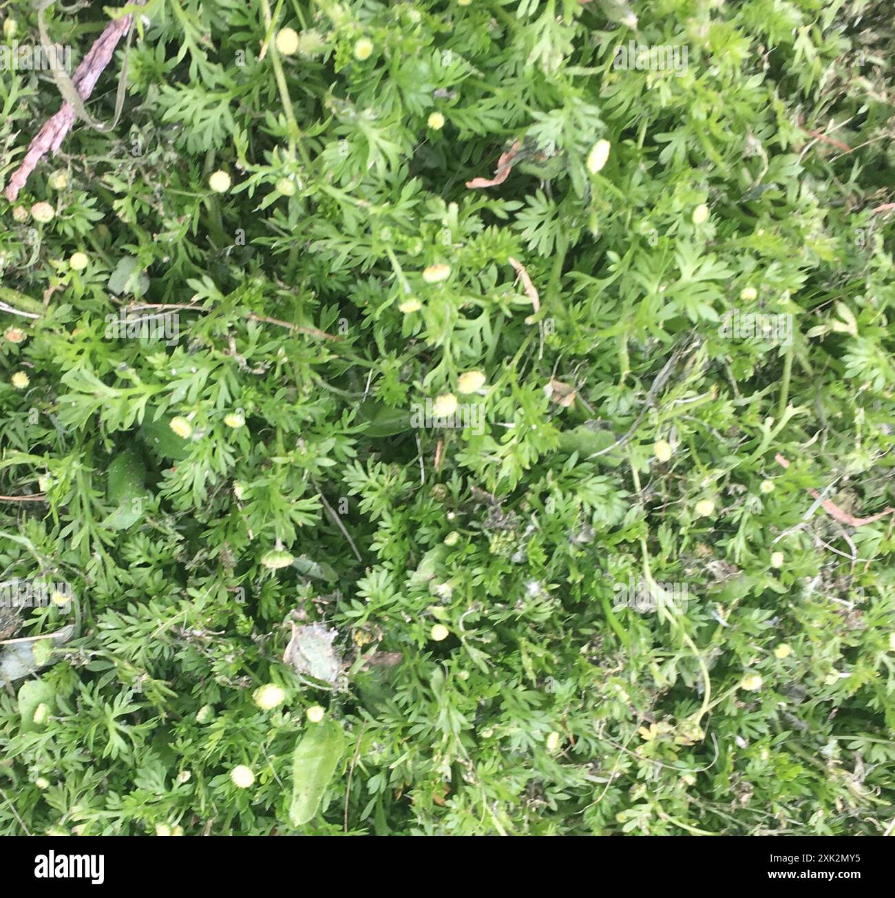 Common Cotula (Cotula australis) Plantae Stock Photo - Alamy