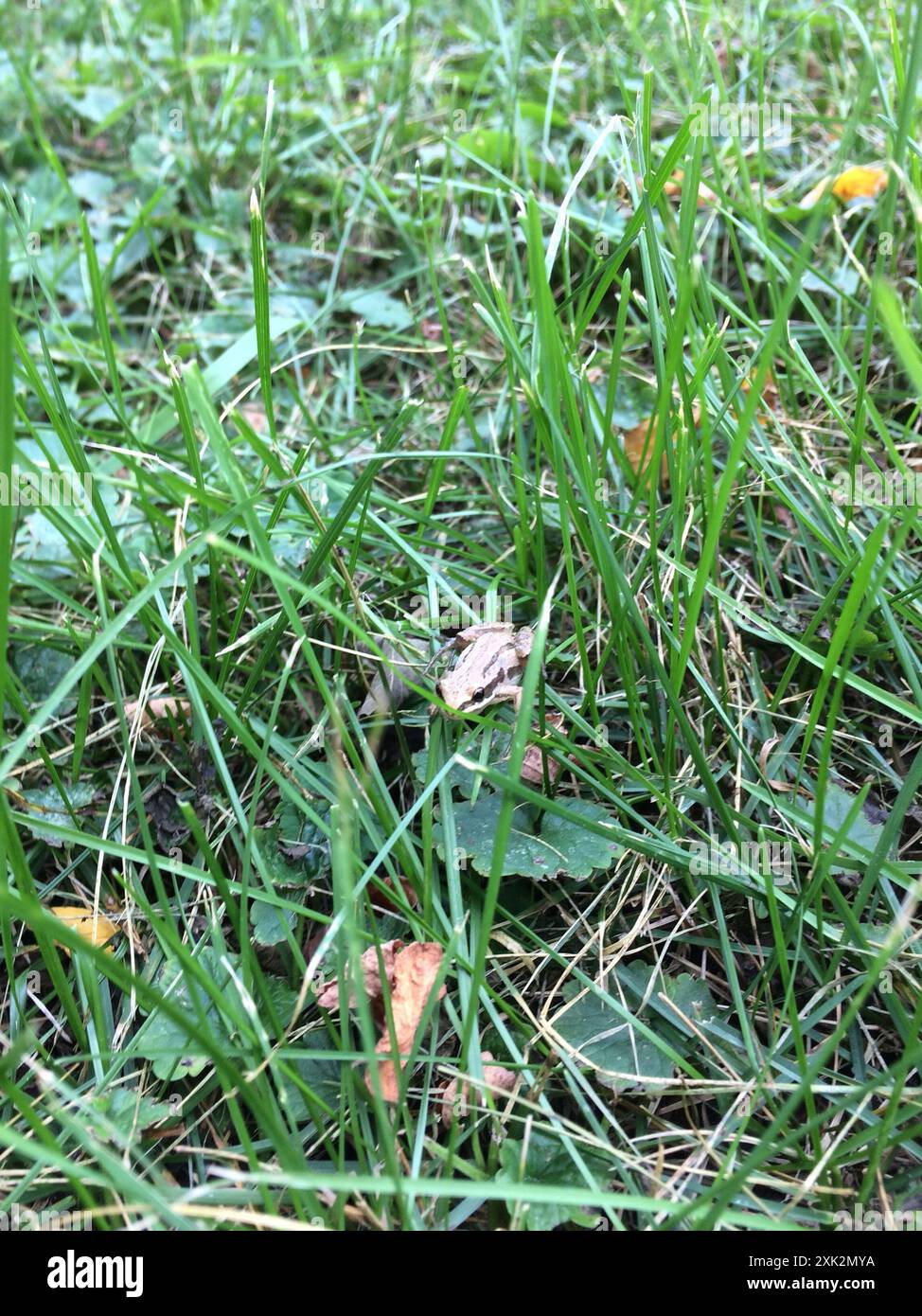 Boreal Chorus Frog (Pseudacris maculata) Amphibia Stock Photo - Alamy