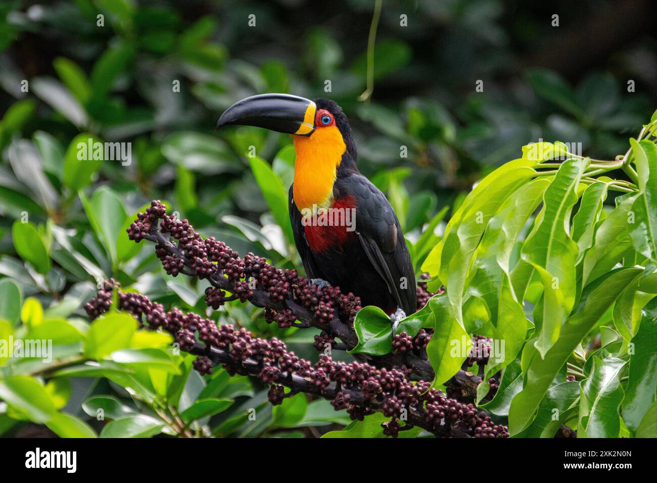 Vitellinus hi-res stock photography and images - Alamy