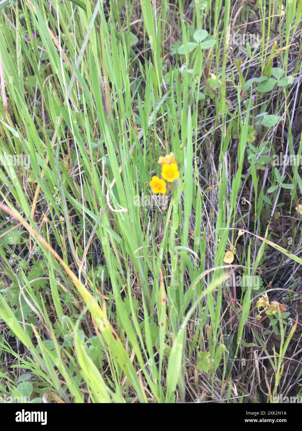 Common Fiddleneck (Amsinckia menziesii) Plantae Stock Photo - Alamy
