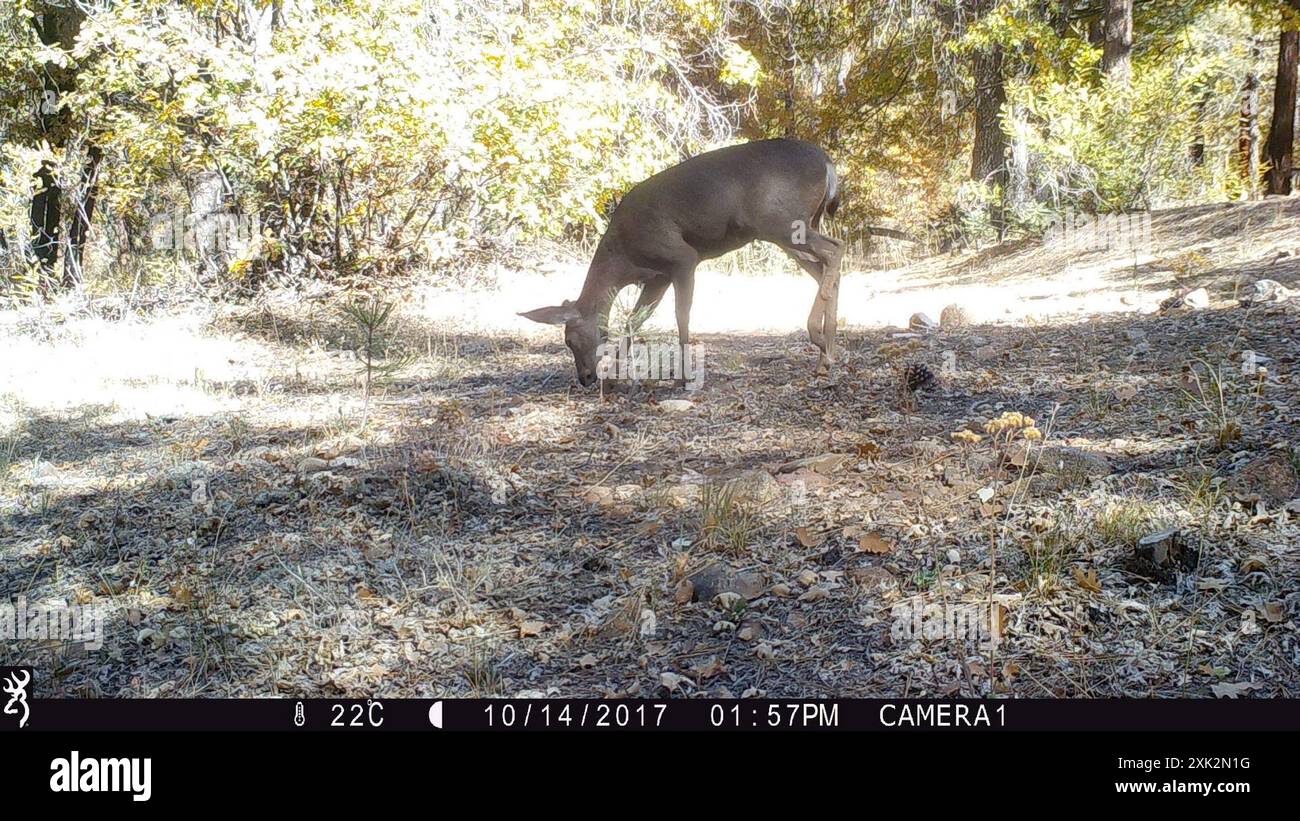 California Mule Deer (Odocoileus hemionus californicus) Mammalia Stock ...