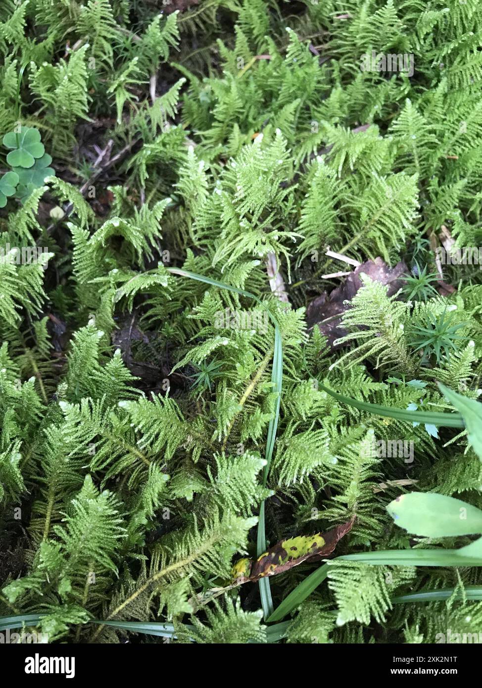 Ostrich-plume Moss (Ptilium crista-castrensis) Plantae Stock Photo - Alamy