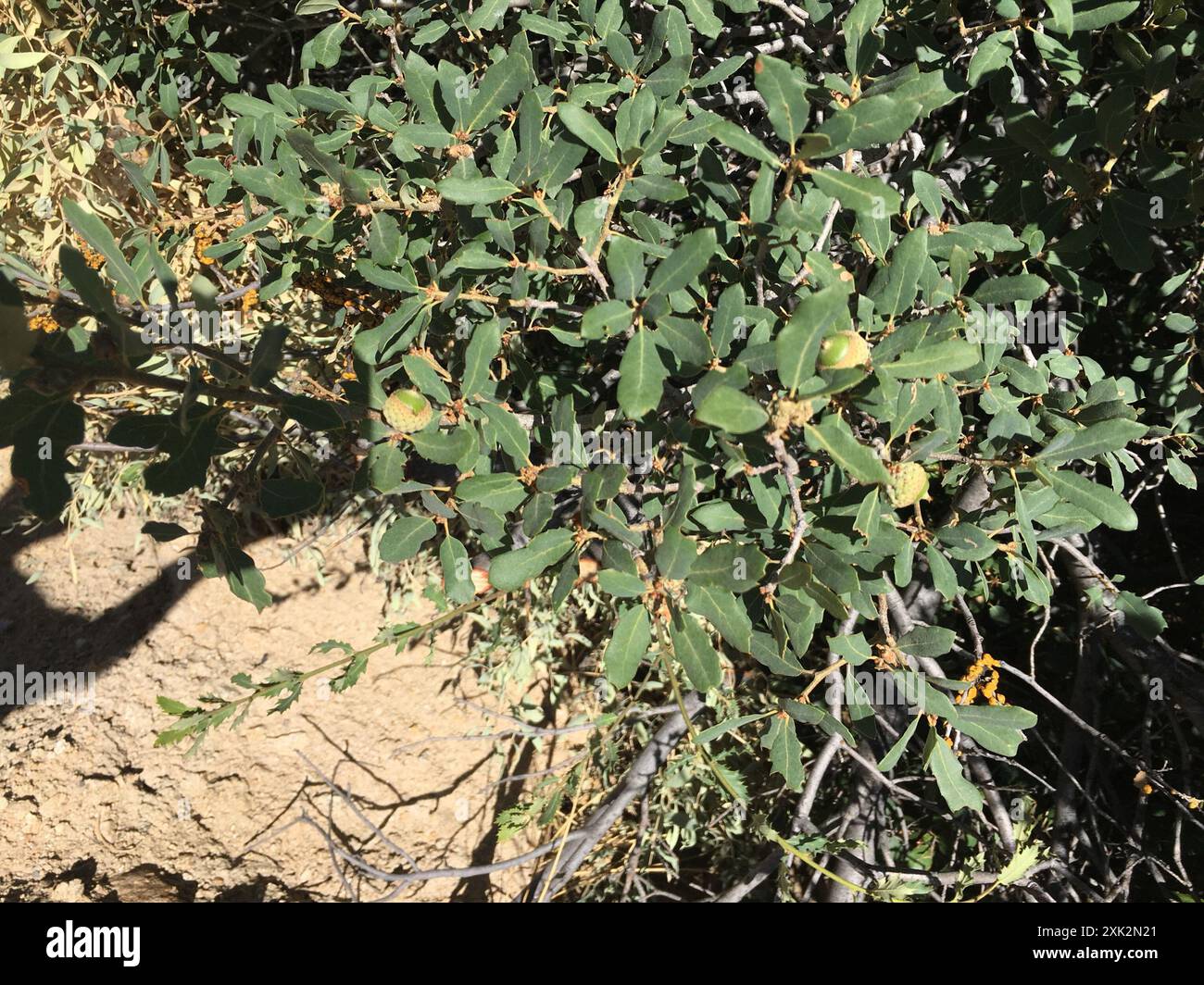 oaks (Quercus) Plantae Stock Photo - Alamy