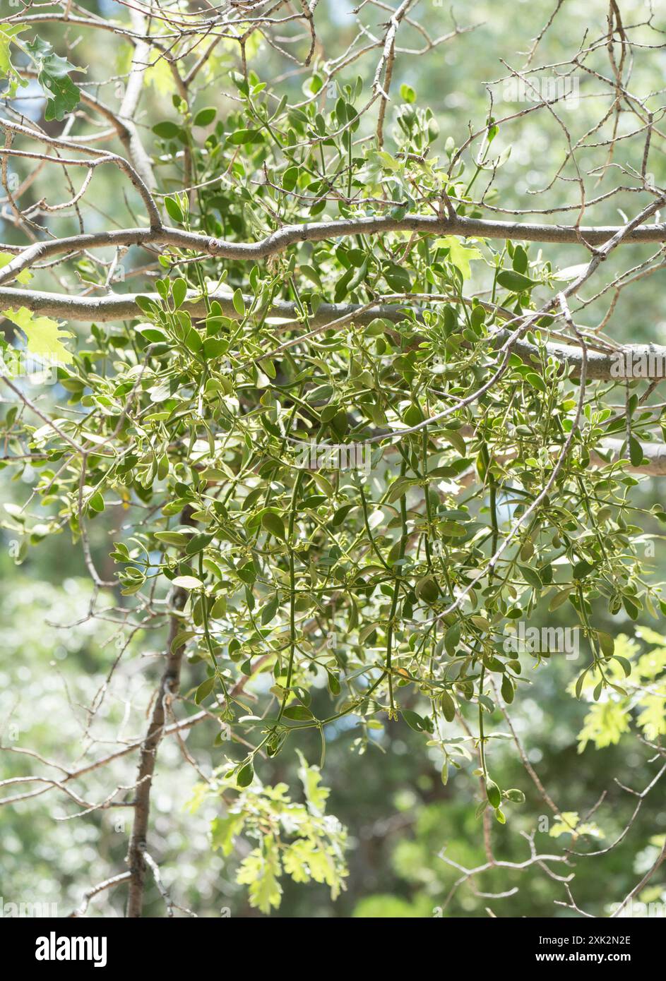 American Mistletoe (Phoradendron leucarpum) Plantae Stock Photo - Alamy