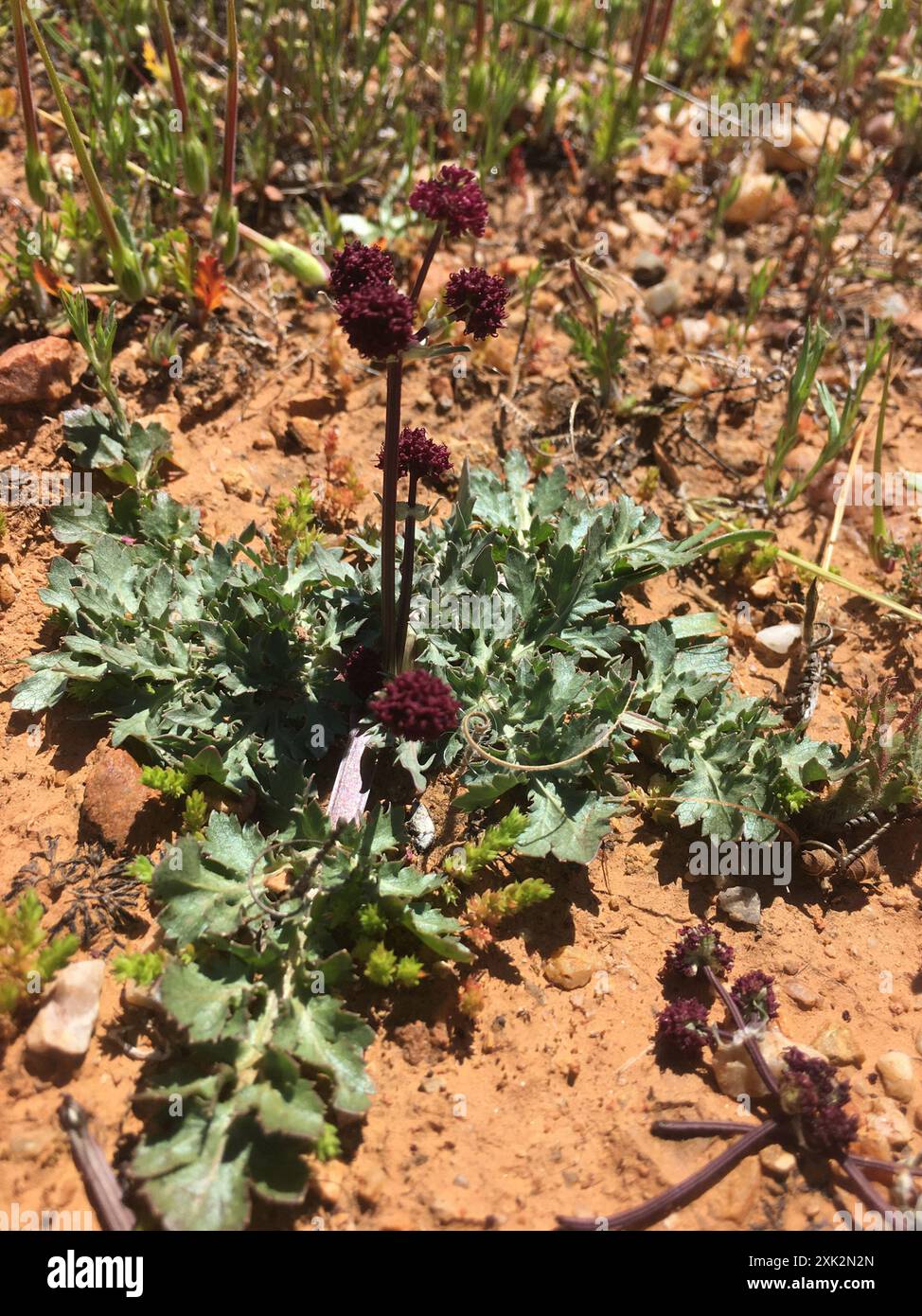 Purple Sanicle (Sanicula bipinnatifida) Plantae Stock Photo - Alamy