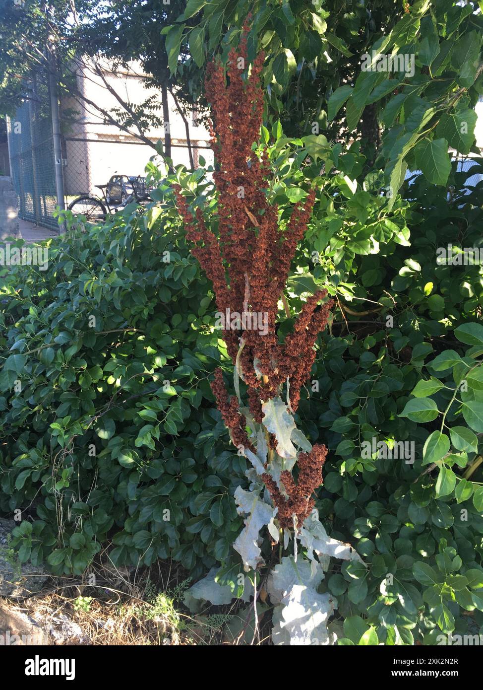 Patience Dock (Rumex patientia) Plantae Stock Photo - Alamy